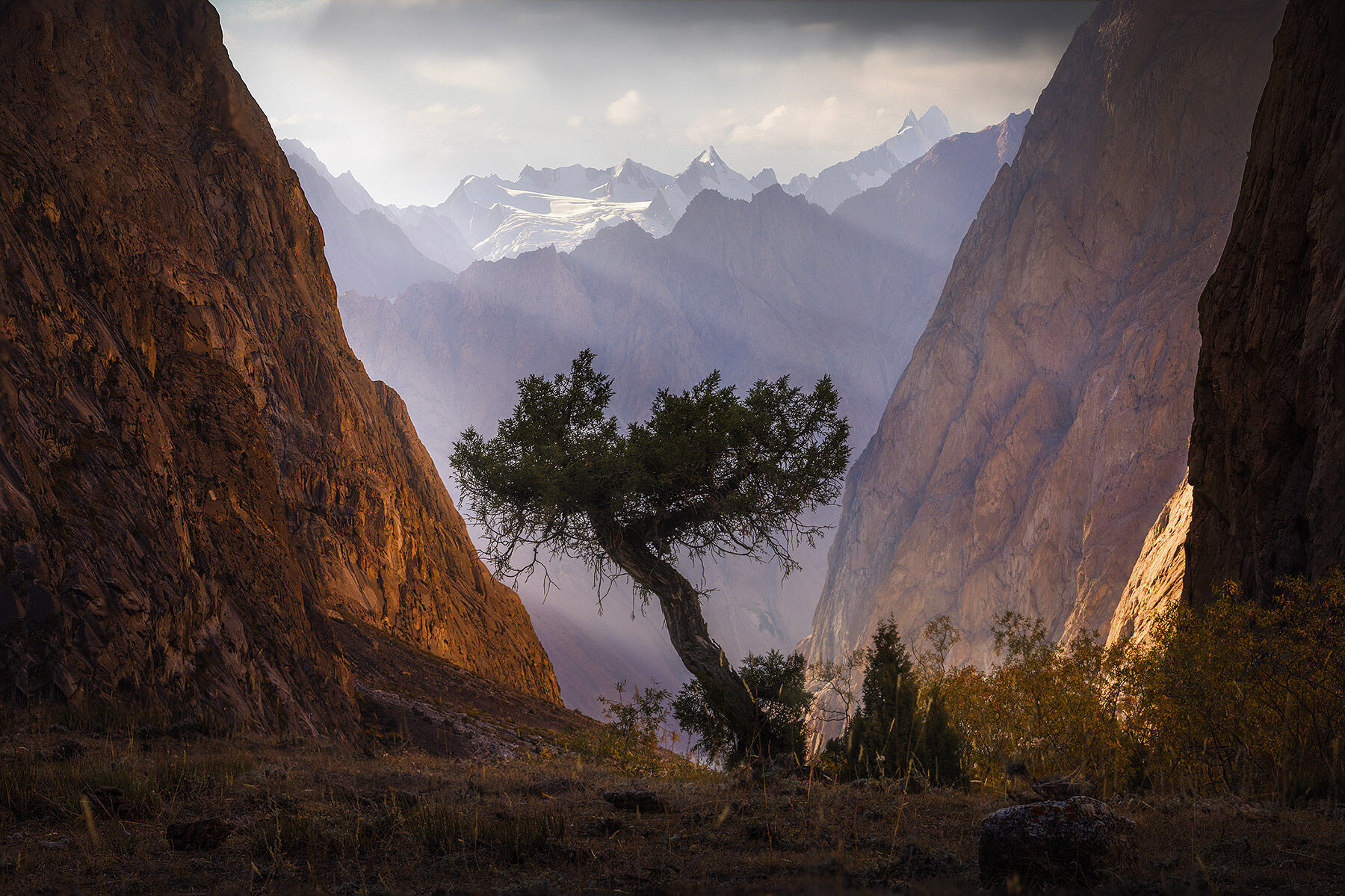 Canyon Tree | Karakoram, Pakistan | Marc Adamus Photography